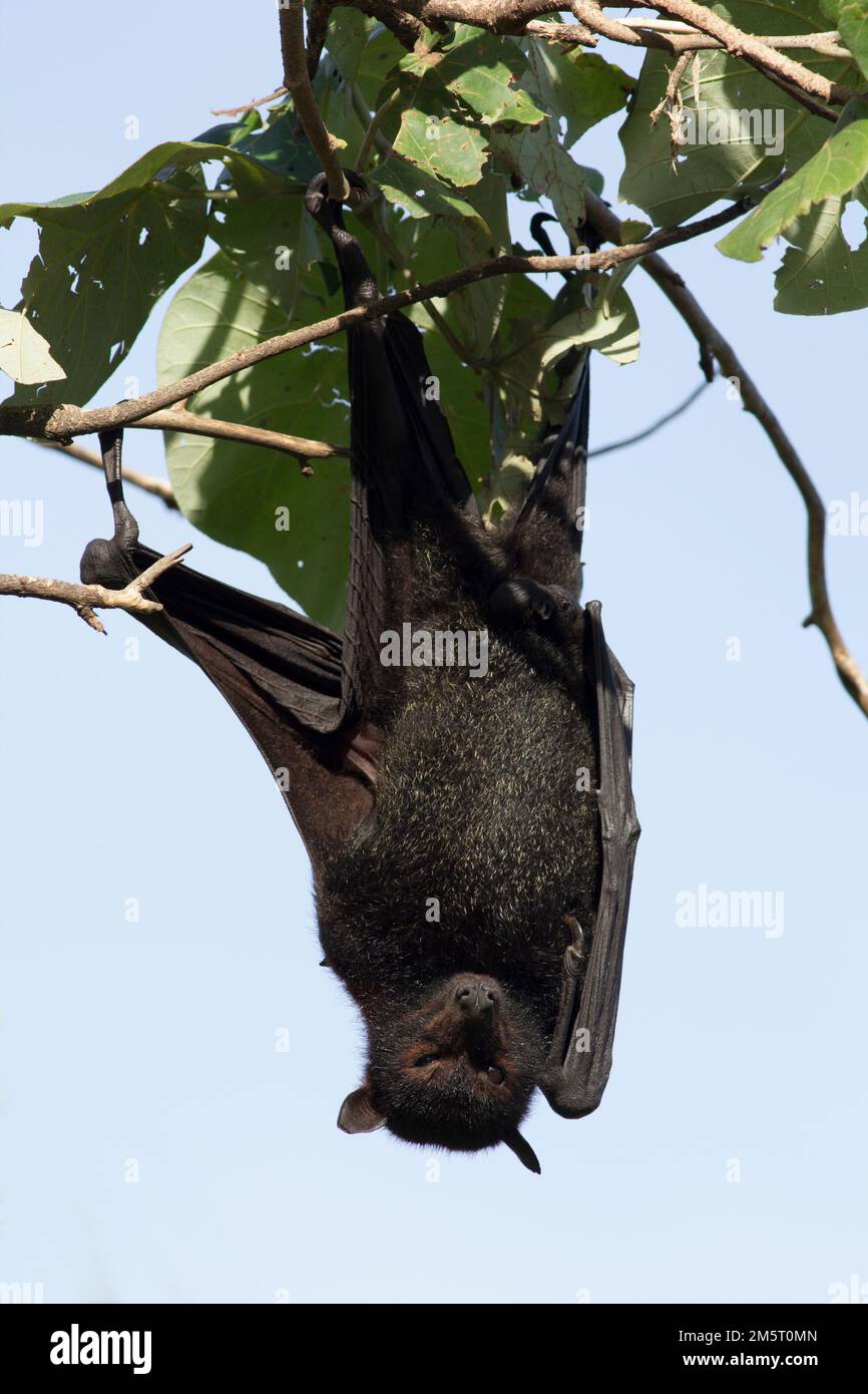 Flying fox australia virus hi-res stock photography and images - Alamy