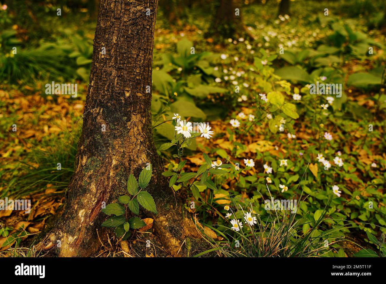 The common daisies (bellis perennis) under a tree in the Century Park ...