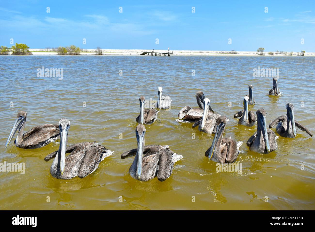 Brown Pelican, Pelecanus occidentalis, flock floating on the water ...