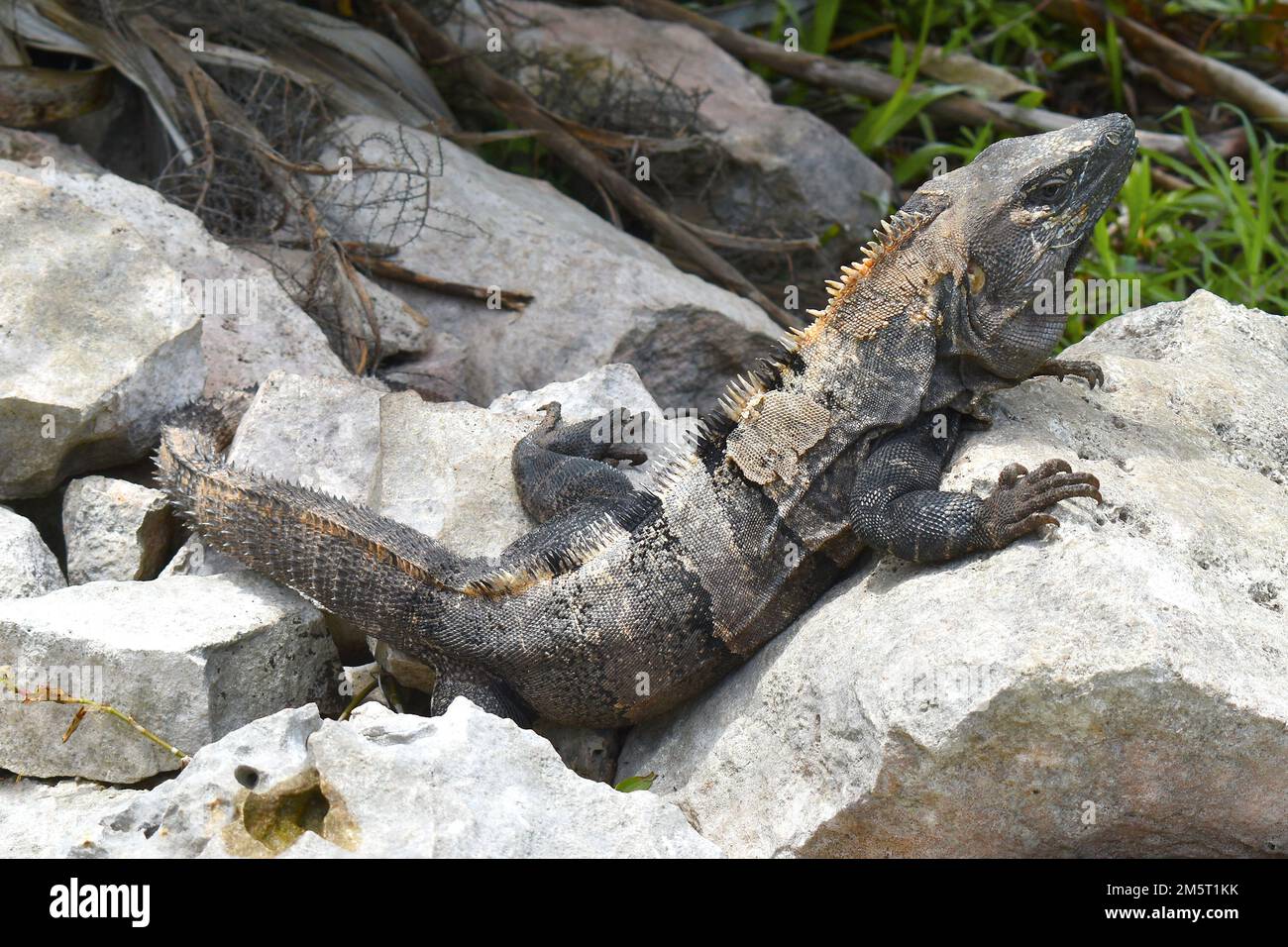 Green iguana (Iguana iguana) Iguanidae family, reptil tropical Stock ...