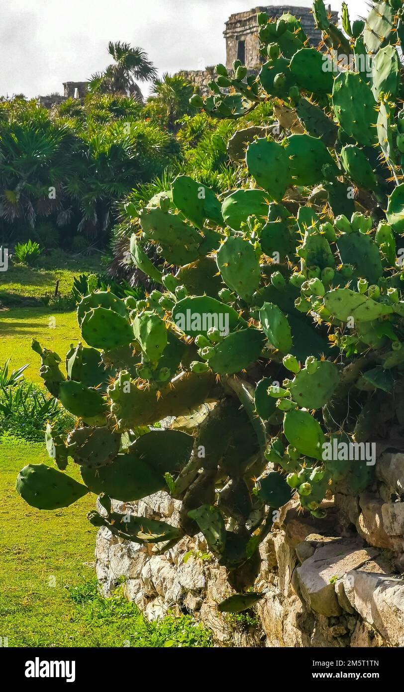 Spiny green cactus cacti plants and trees with spines fruits in Tulum ...