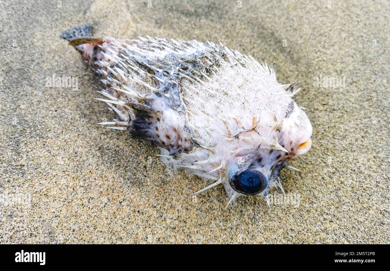 Dead puffer fish washed up on the beach lies on the sand in Zicatela ...