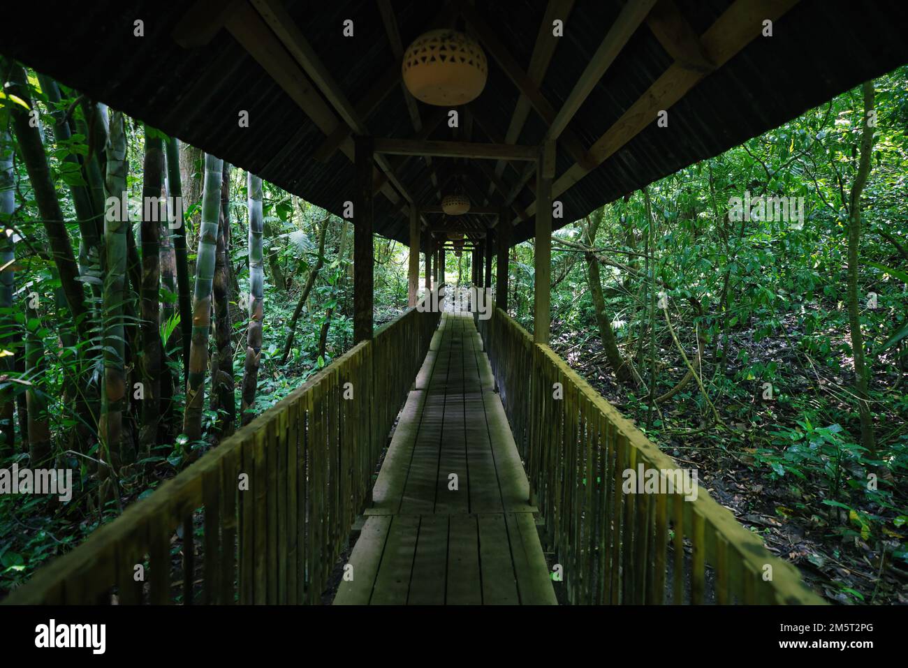 A beautiful view of a bridge in Ecological Reserve Nanciyaga Stock ...