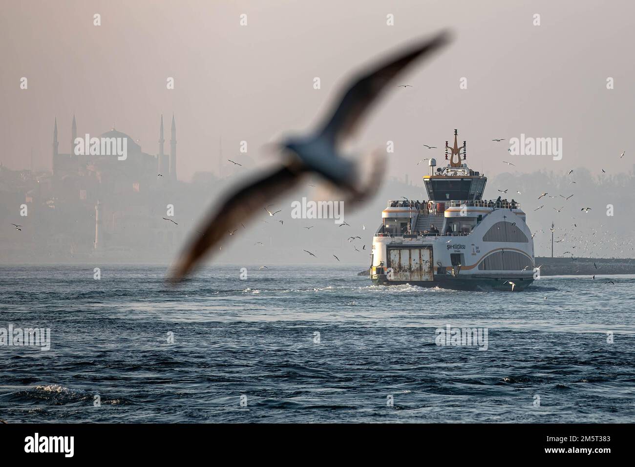Blue bird ferry lines hi-res stock photography and images - Alamy