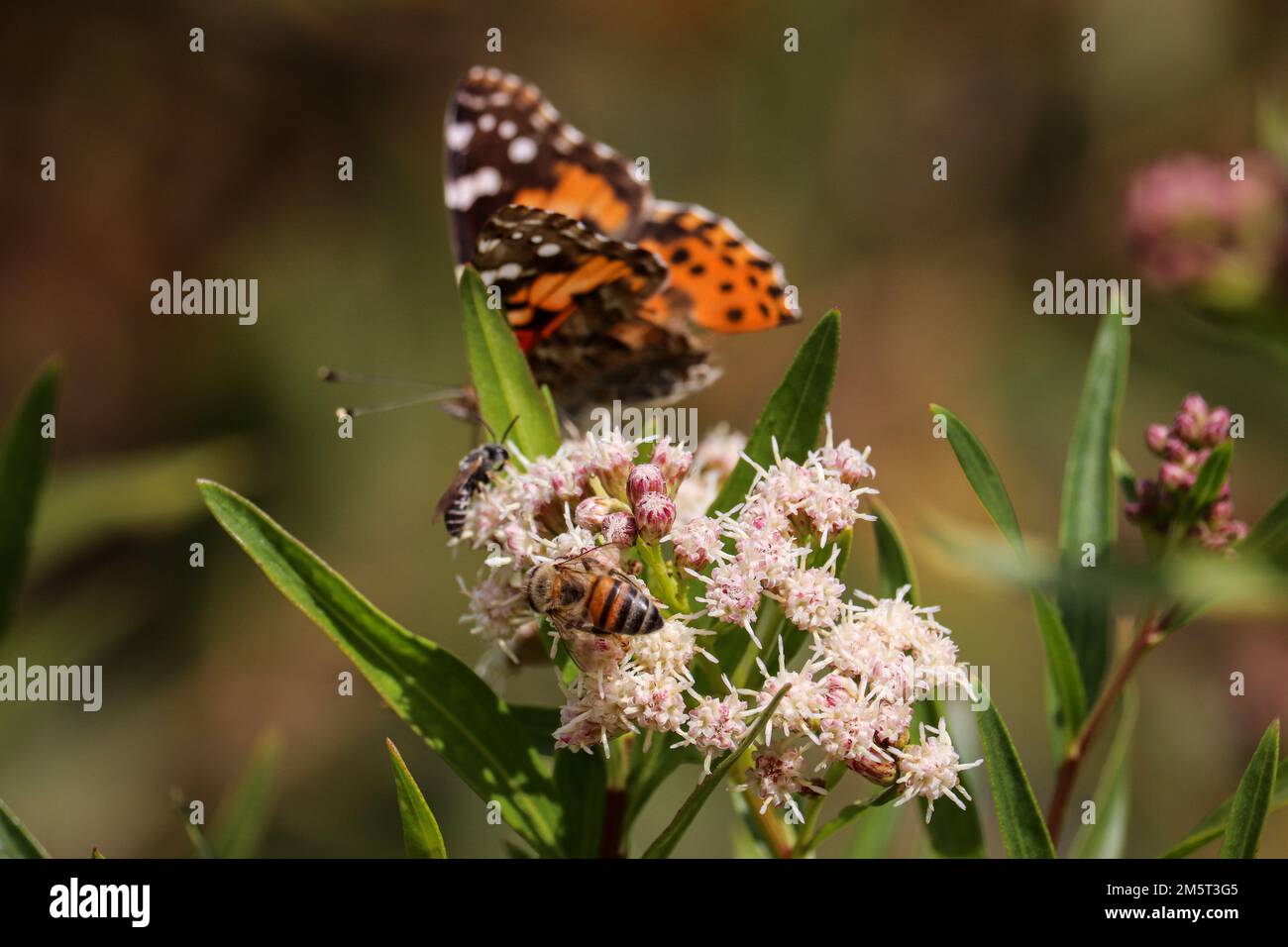 Various bugs or insects feeding on mule fat flowers at the Veterans ...