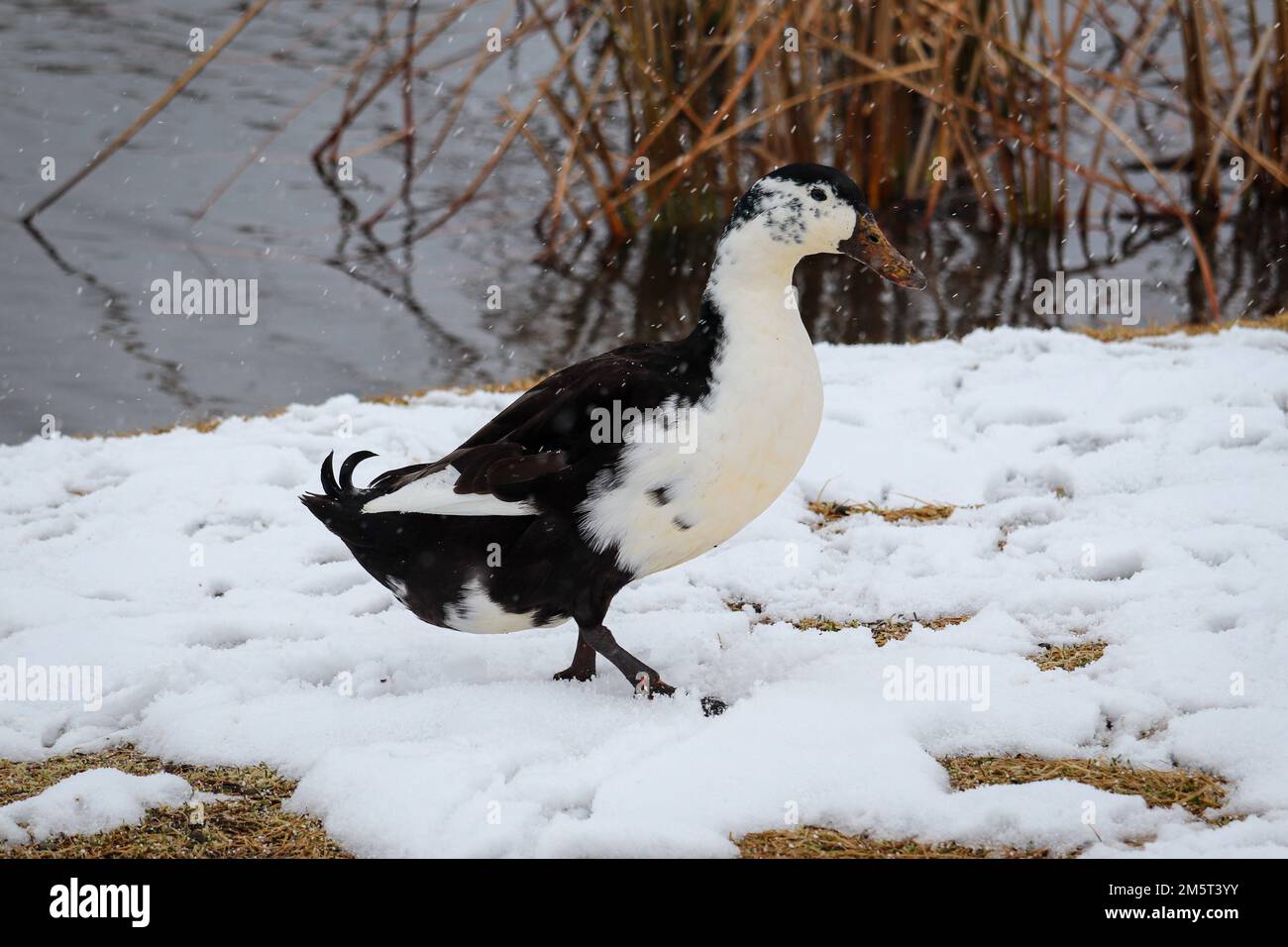 A domestic Ancona duck walking through the snow at the Green Valley ...