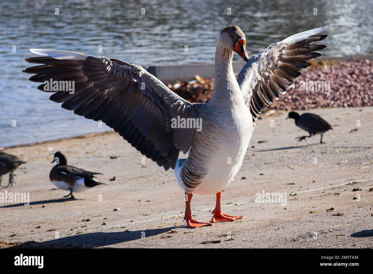 A domestic greylag goose or Anser anser stretching its wings at Green ...
