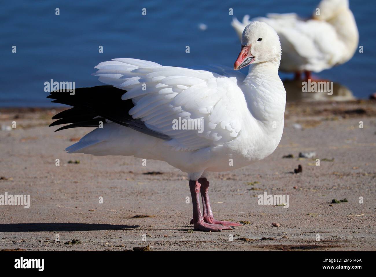 Snow goose or Chen caerulescens standing on the pier at Green Valley Park in Payson, Arizona ...