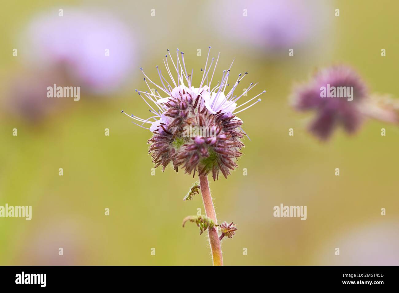 Lacy phacelia flowering plant ( Phacelia tanacetifolia ) Blue tansy ...
