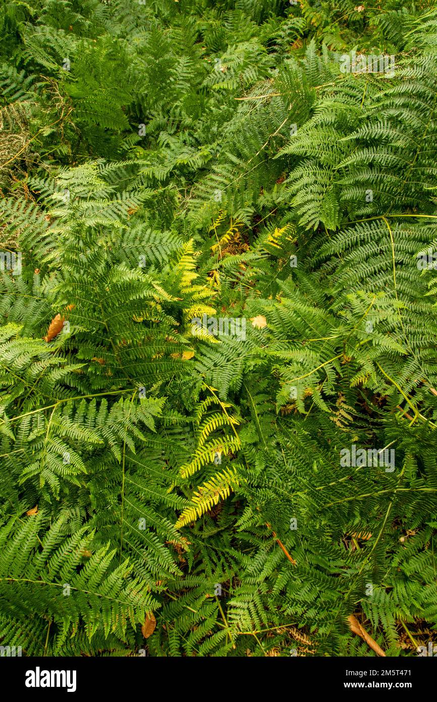 Close-up intimate plant portrait of glowing Fern Fronds, showing ...