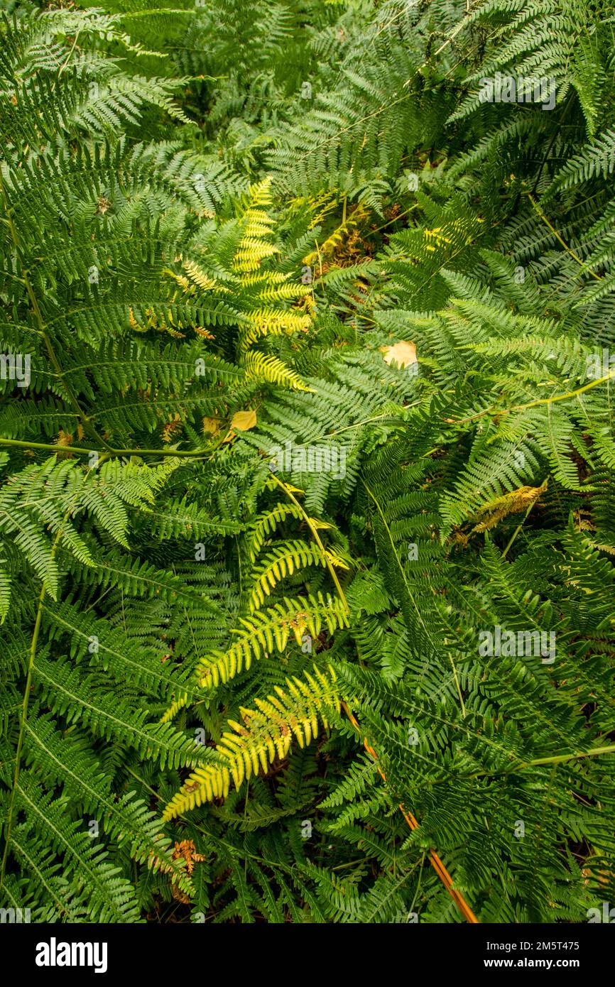 Close-up intimate plant portrait of glowing Fern Fronds, showing ...