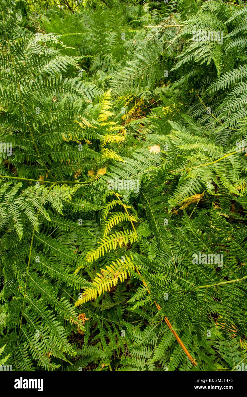 Close-up intimate plant portrait of glowing Fern Fronds, showing ...