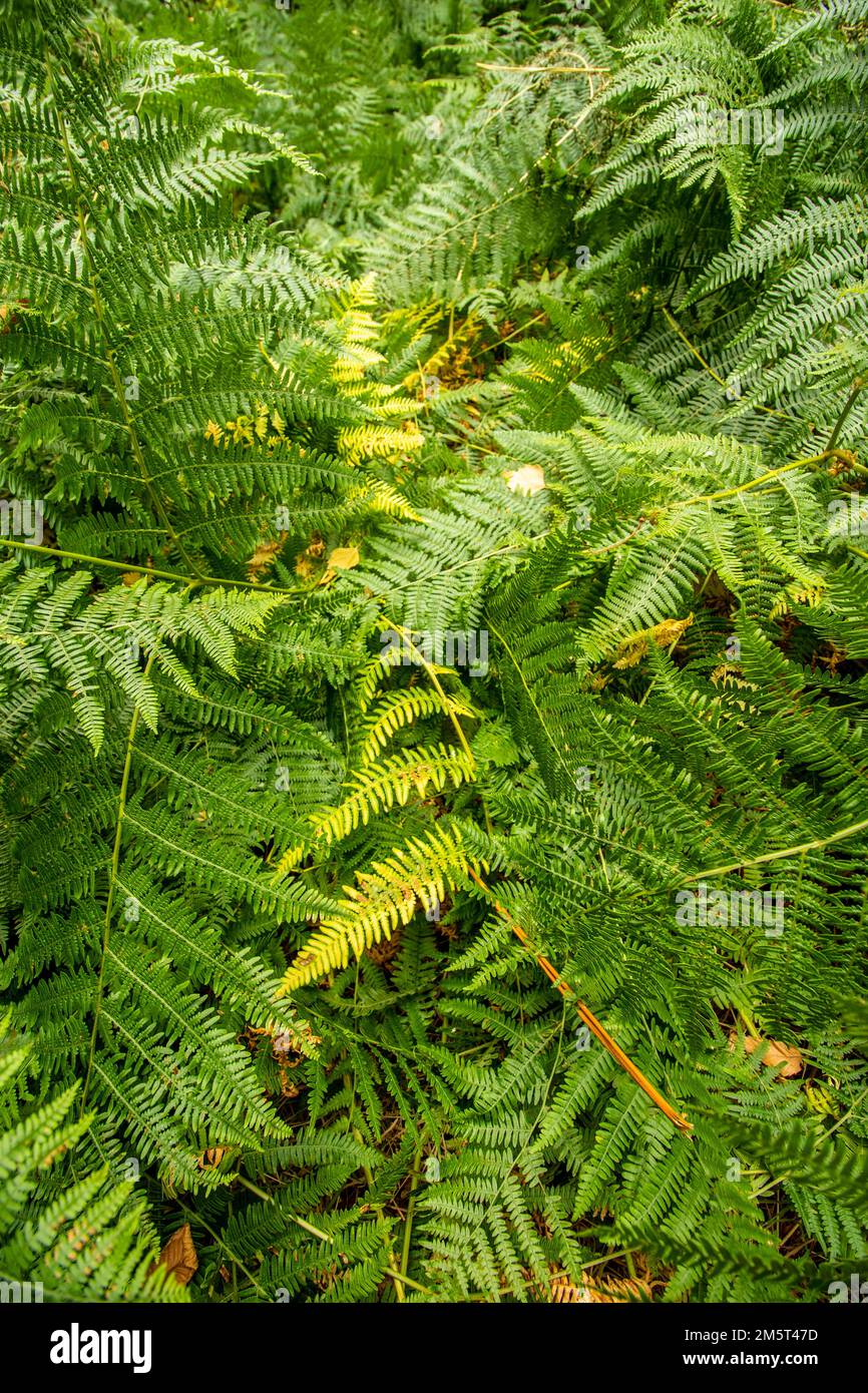 Close-up intimate plant portrait of glowing Fern Fronds, showing ...