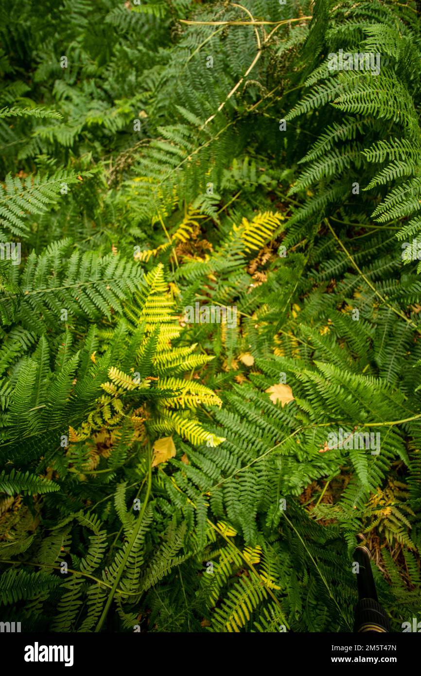 Close-up intimate plant portrait of glowing Fern Fronds, showing ...