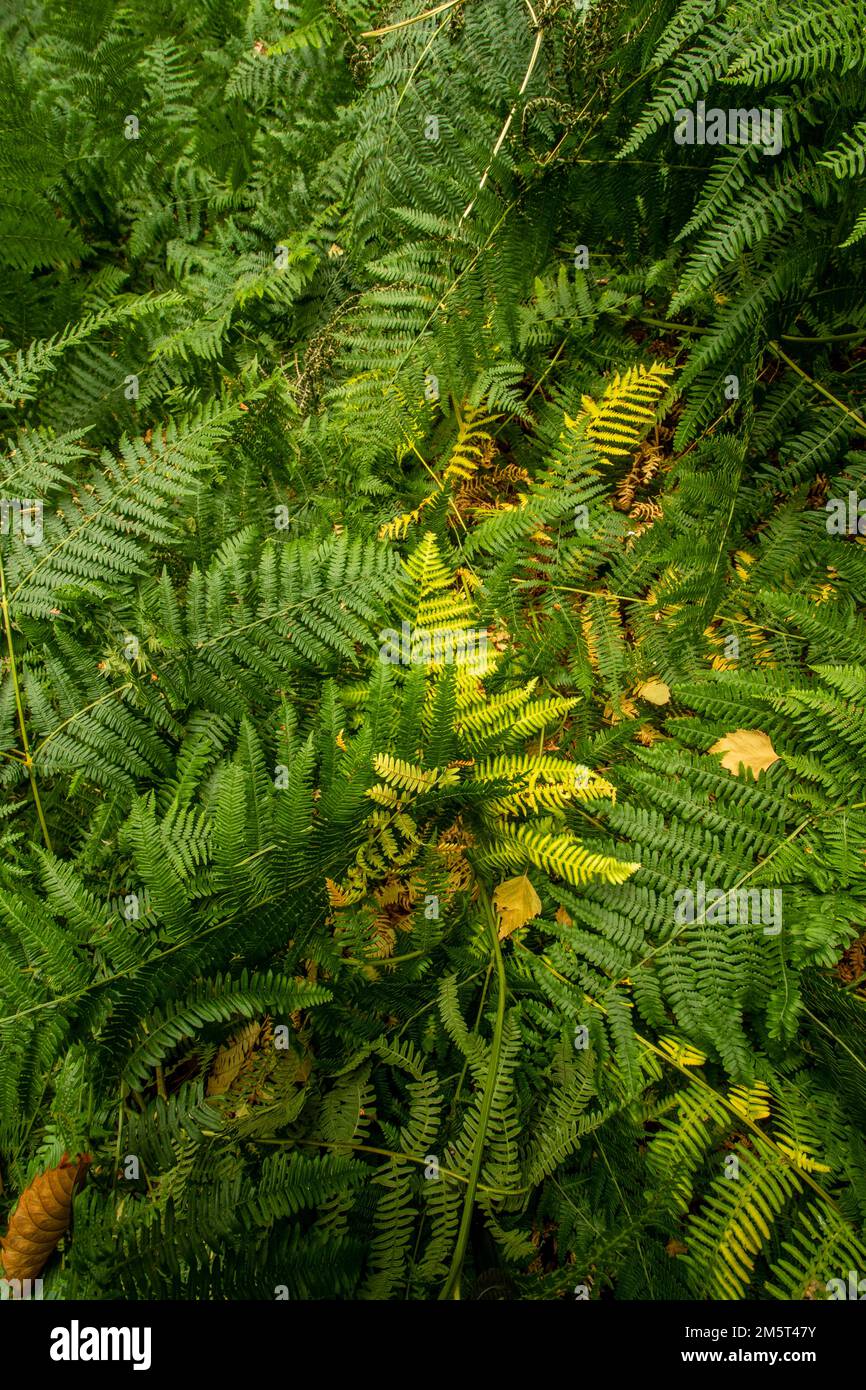 Close-up intimate plant portrait of glowing Fern Fronds, showing ...
