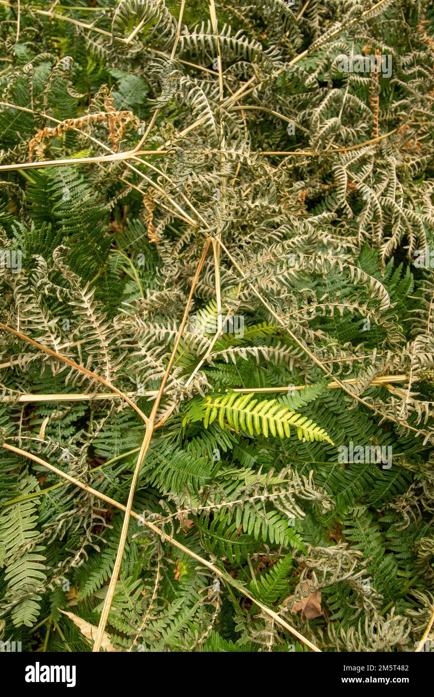 Close-up intimate plant portrait of glowing Fern Fronds, showing ...