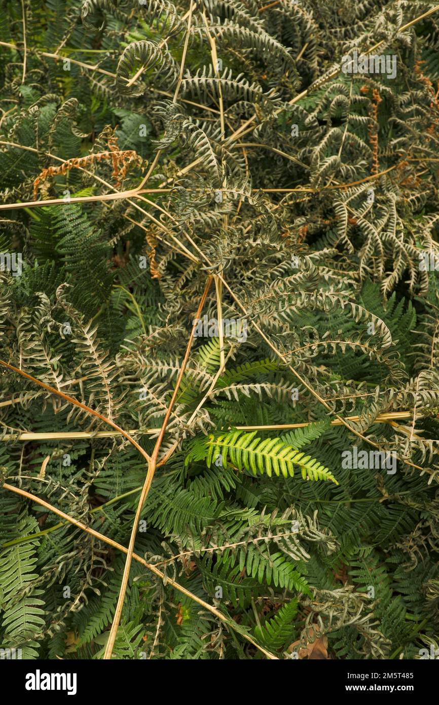 Close-up intimate plant portrait of glowing Fern Fronds, showing ...