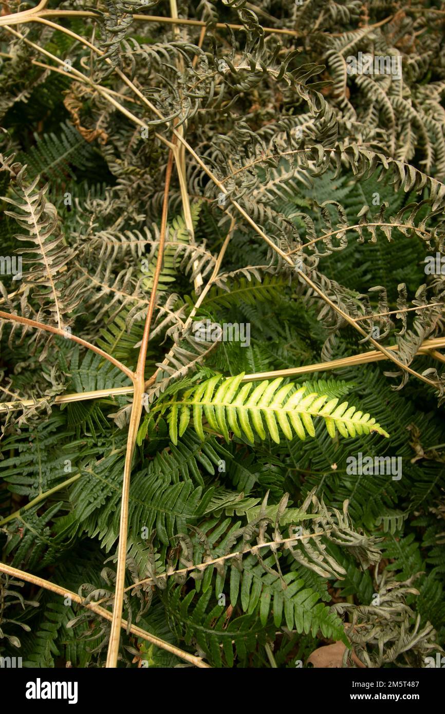Close-up intimate plant portrait of glowing Fern Fronds, showing ...