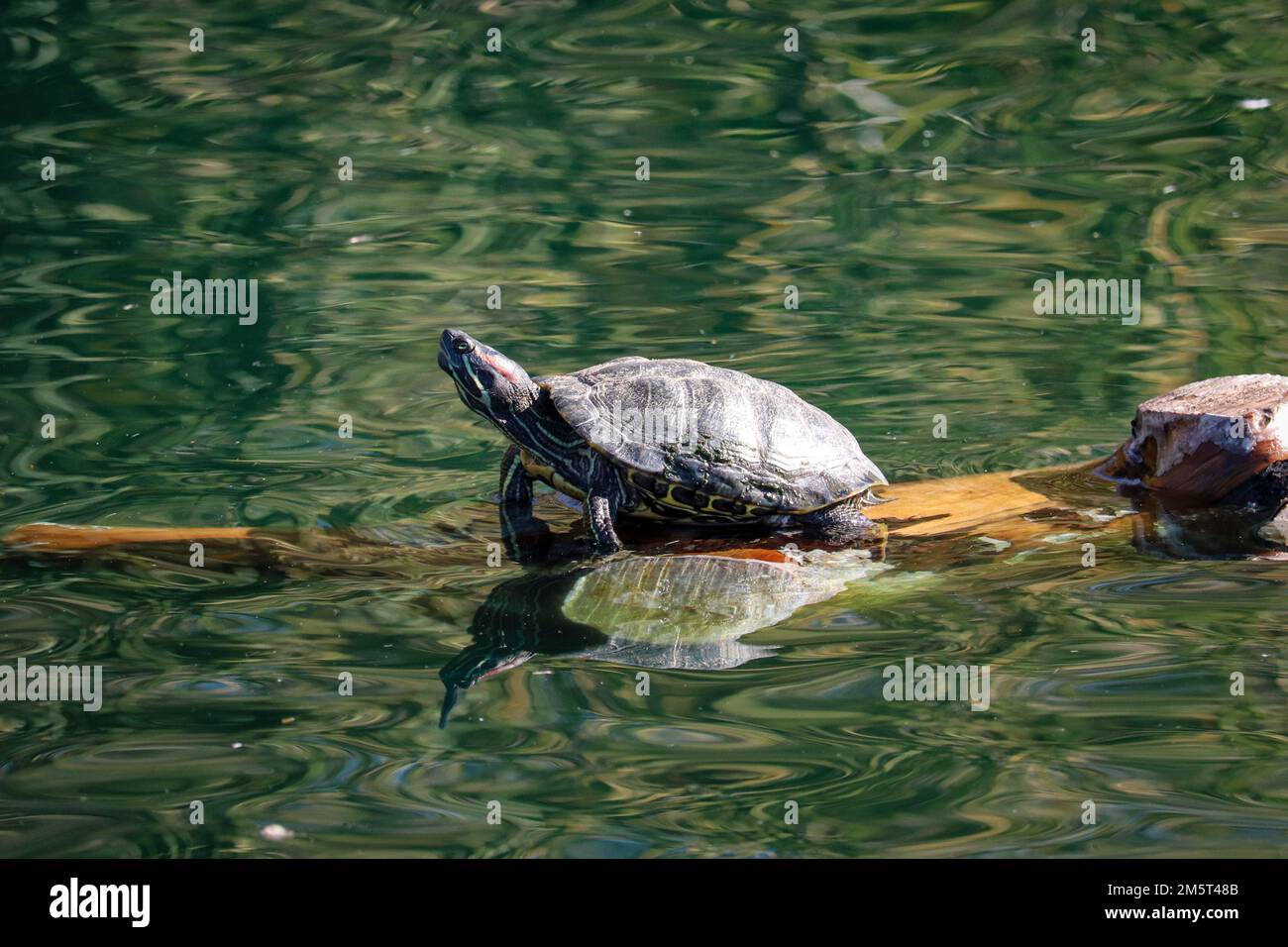 Scales red sunning shell hi-res stock photography and images - Alamy
