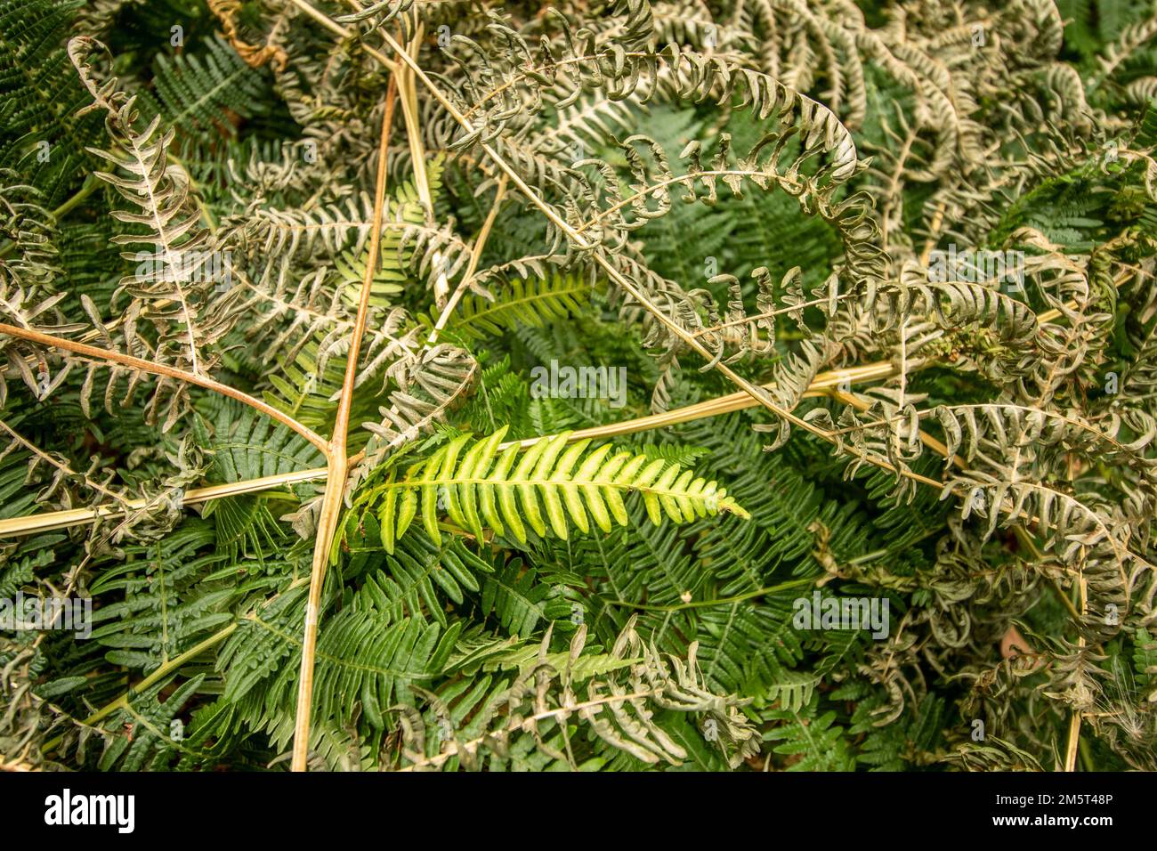 Close-up intimate plant portrait of glowing Fern Fronds, showing ...