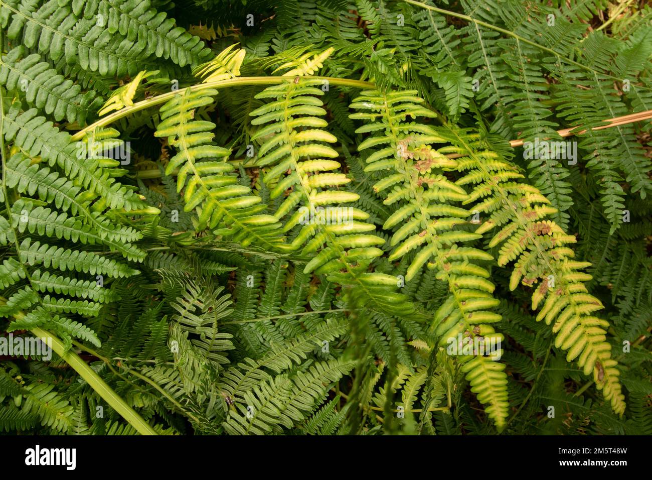 Close-up intimate plant portrait of glowing Fern Fronds, showing ...