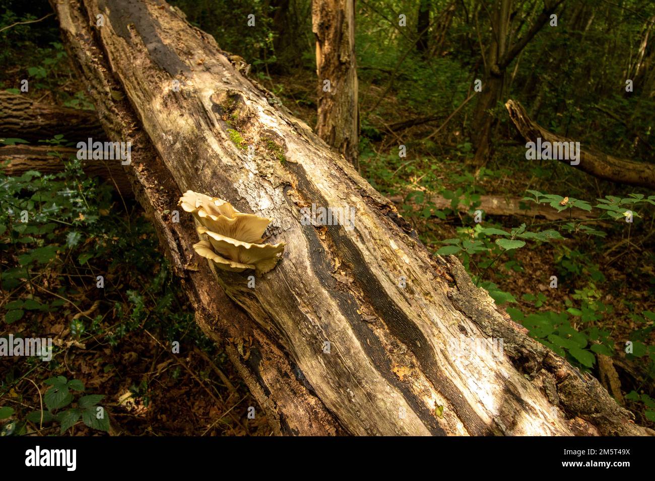 Natures chaos; natural environmental patterns formed by shapes in an ...