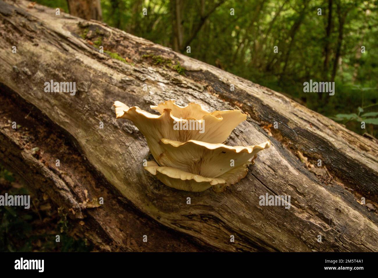 Natures chaos; natural environmental patterns formed by shapes in an ...