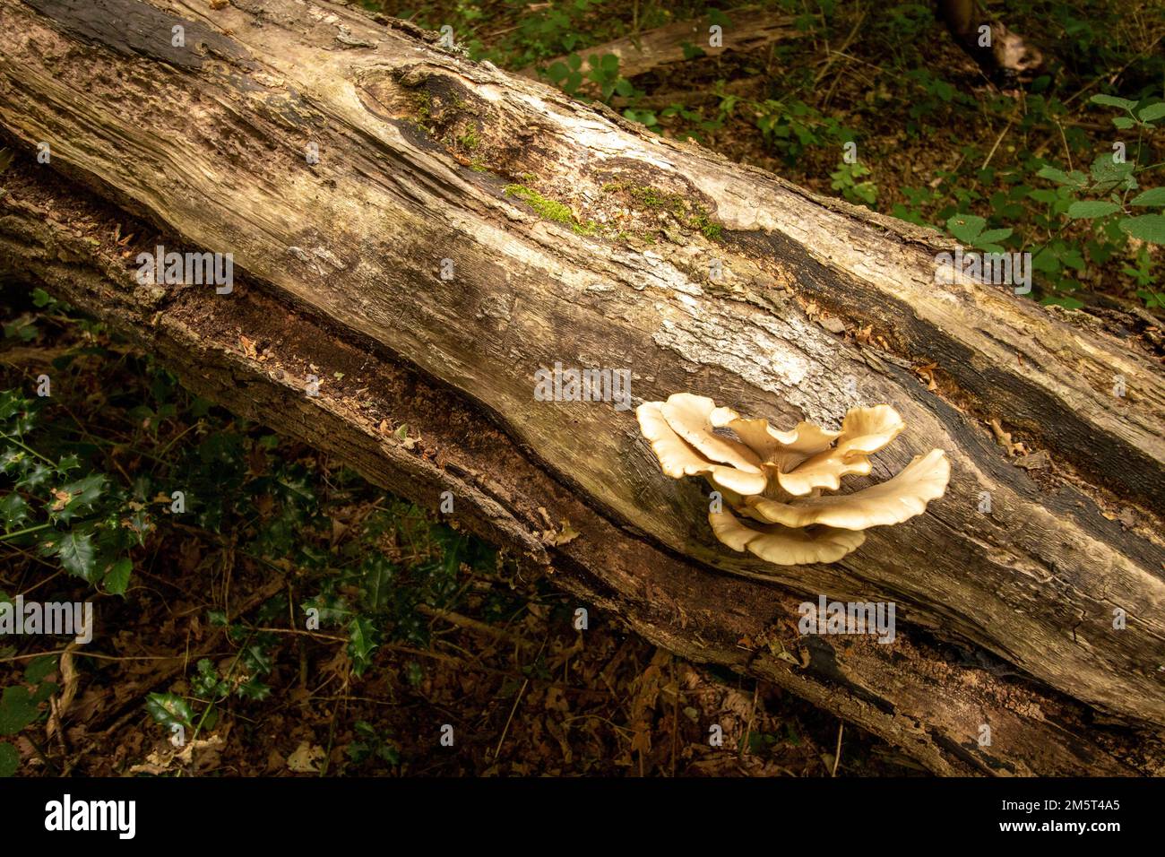 Natures chaos; natural environmental patterns formed by shapes in an ...