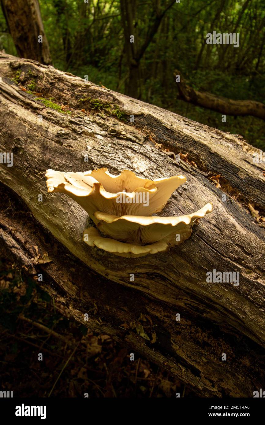 Natures chaos; natural environmental patterns formed by shapes in an ...