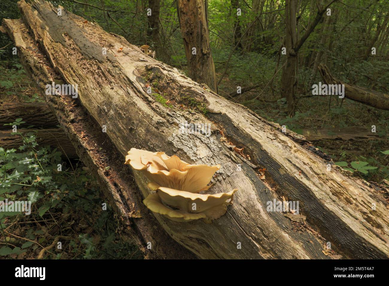Natures chaos; natural environmental patterns formed by shapes in an ...