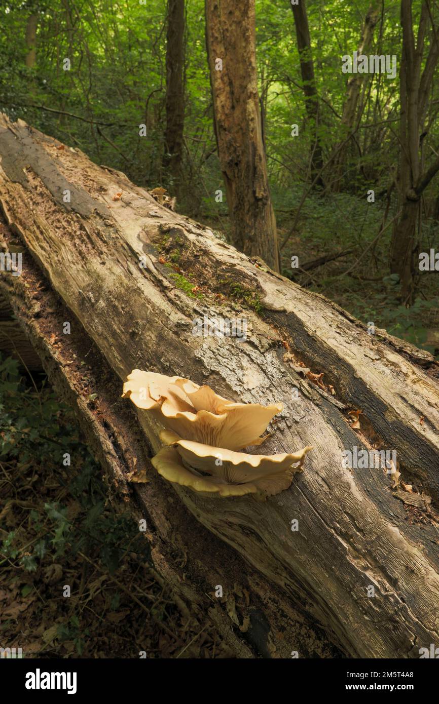 Natures chaos; natural environmental patterns formed by shapes in an ...