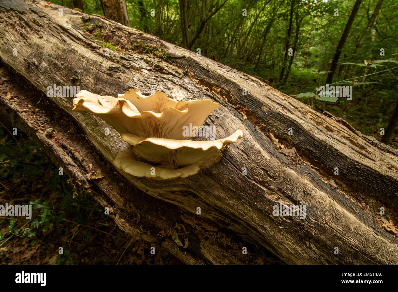 Natures chaos; natural environmental patterns formed by shapes in an ...