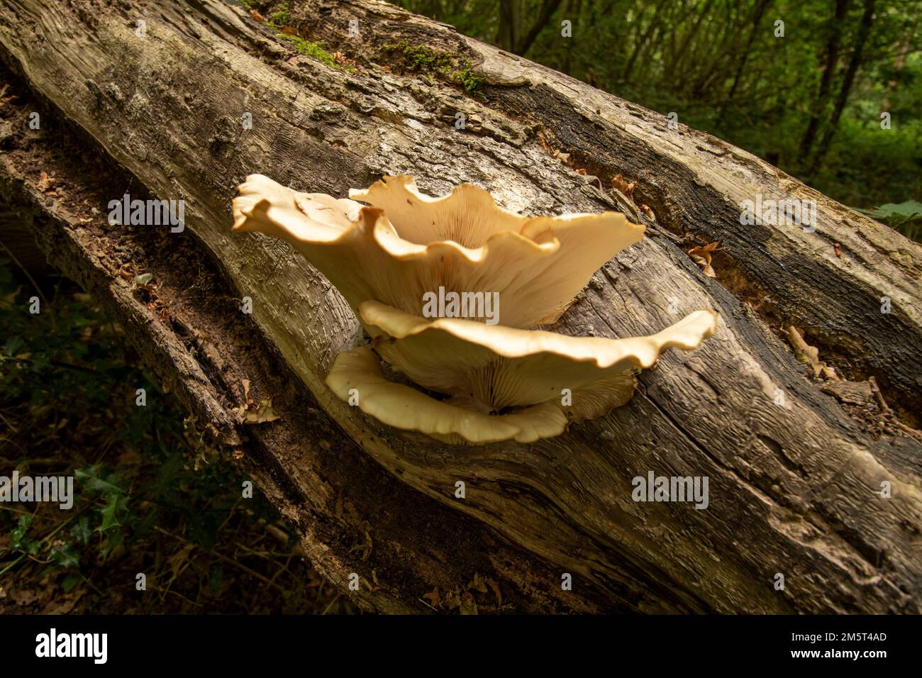 Natures chaos; natural environmental patterns formed by shapes in an ...