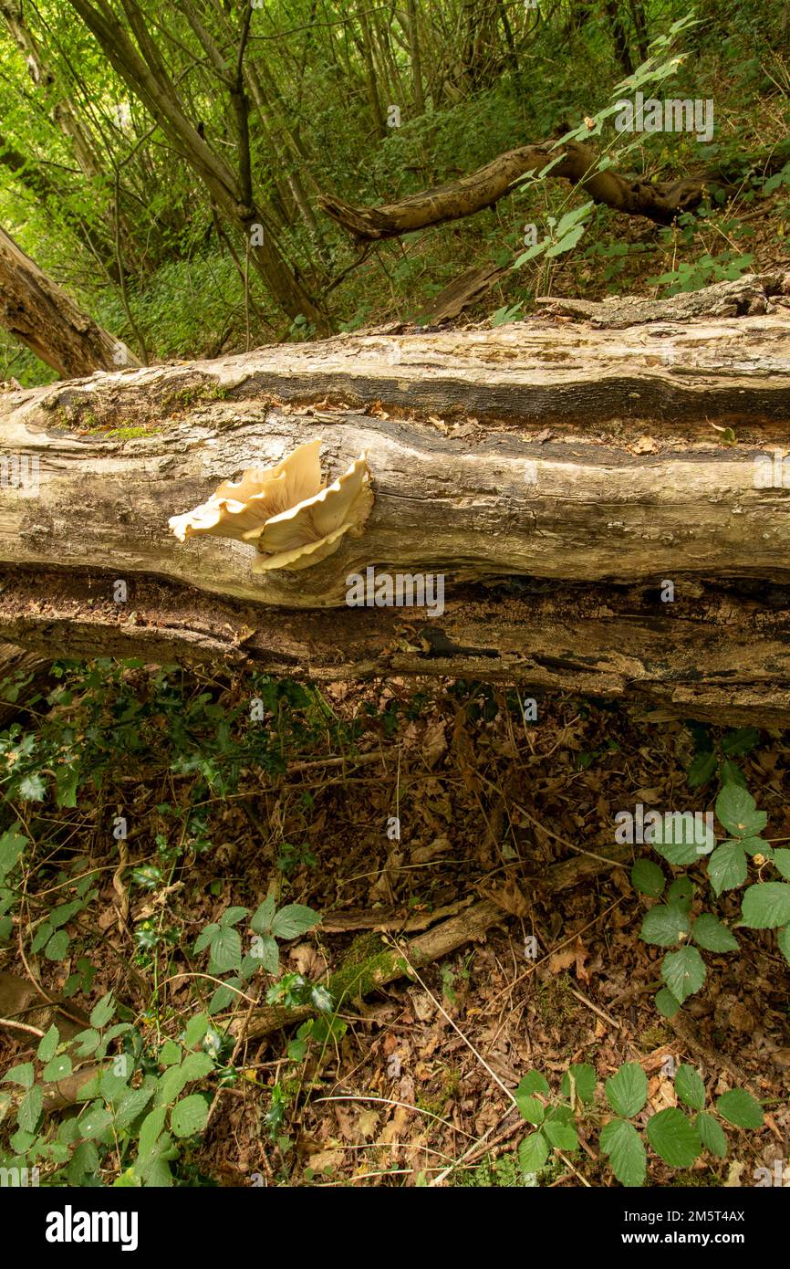 Natures chaos; natural environmental patterns formed by shapes in an ...