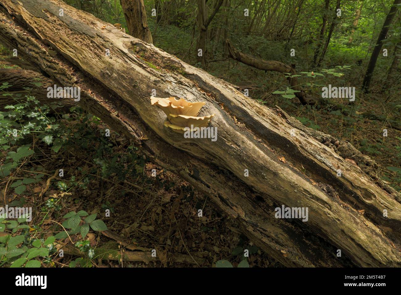 Natures chaos; natural environmental patterns formed by shapes in an ...