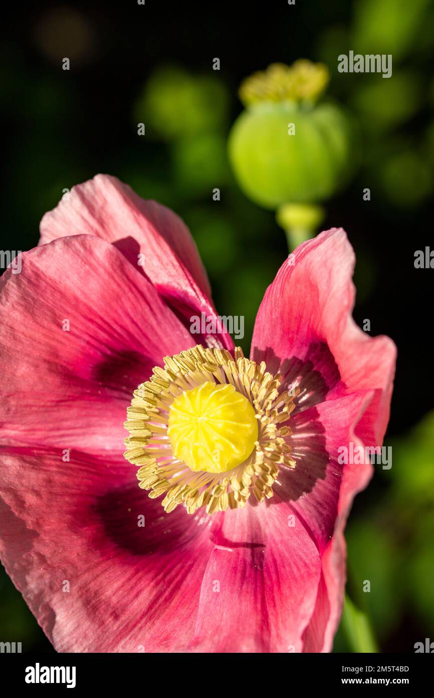 Natural flower close up of Papaver somniferum, opium poppy, flower and ...