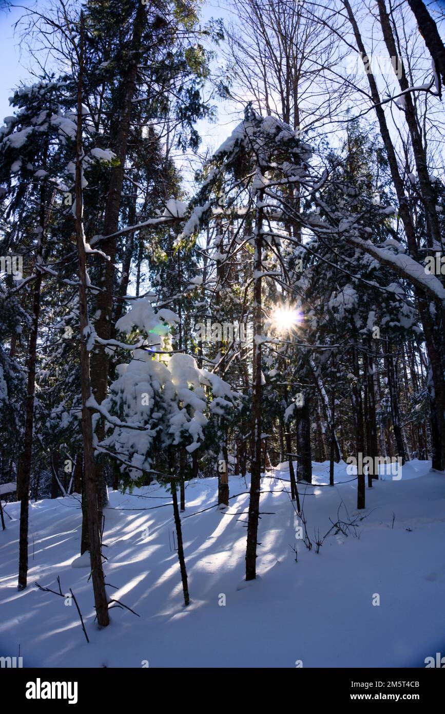 snowfall in the forest Stock Photo - Alamy