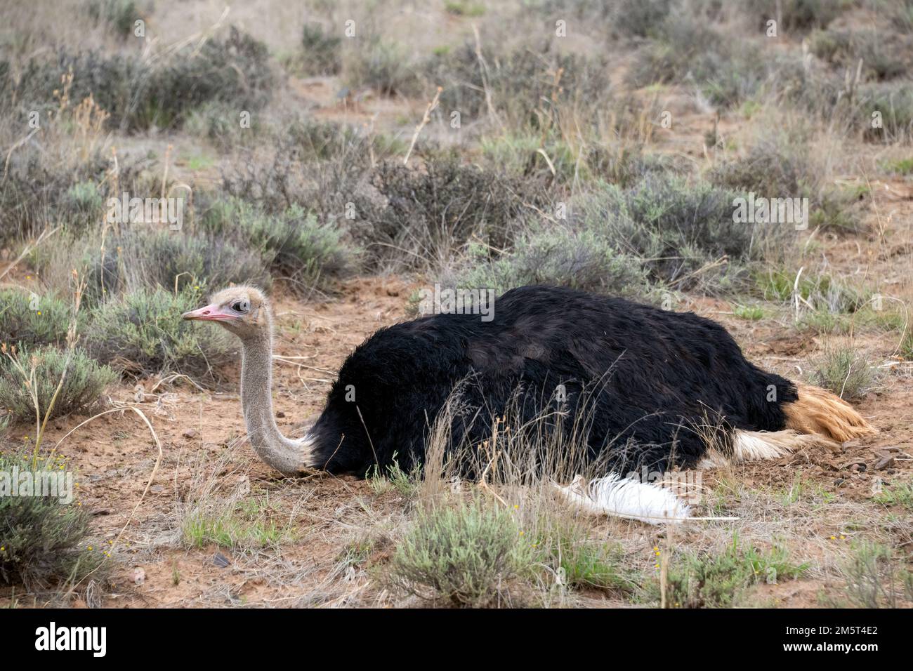 Male African Ostrich Sitting on Nest Stock Photo - Alamy