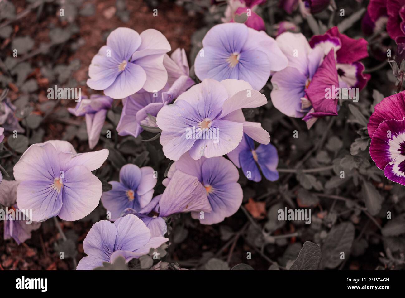 Colorful pansies in bloom. Photographed at the arboretum in Budapest ...