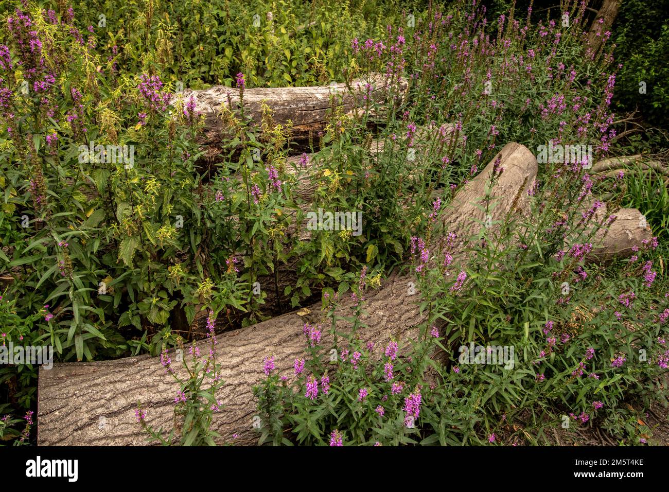 Natures chaos; natural environmental patterns formed by shapes in an ...