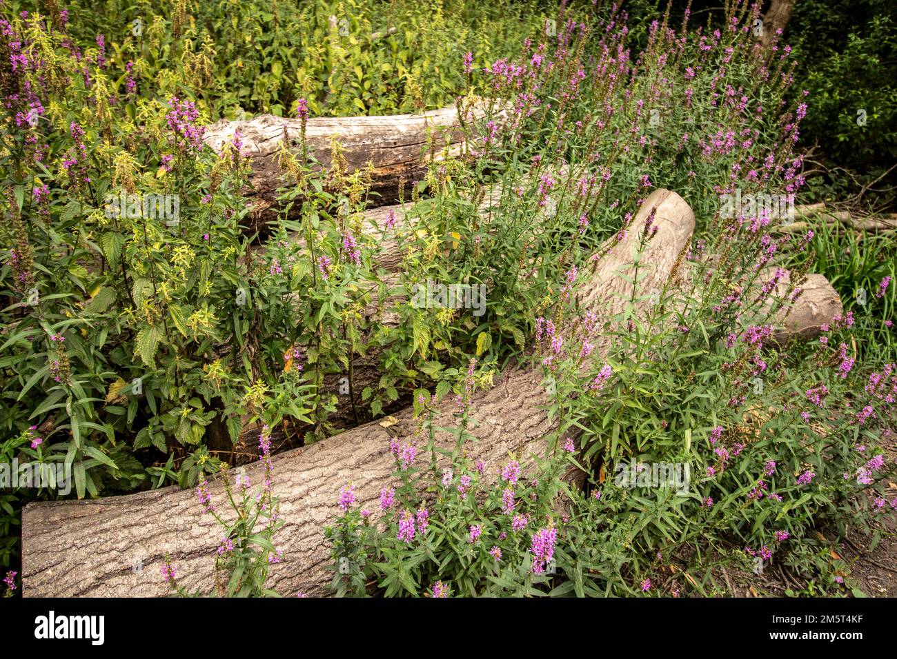 Natures chaos; natural environmental patterns formed by shapes in an ...