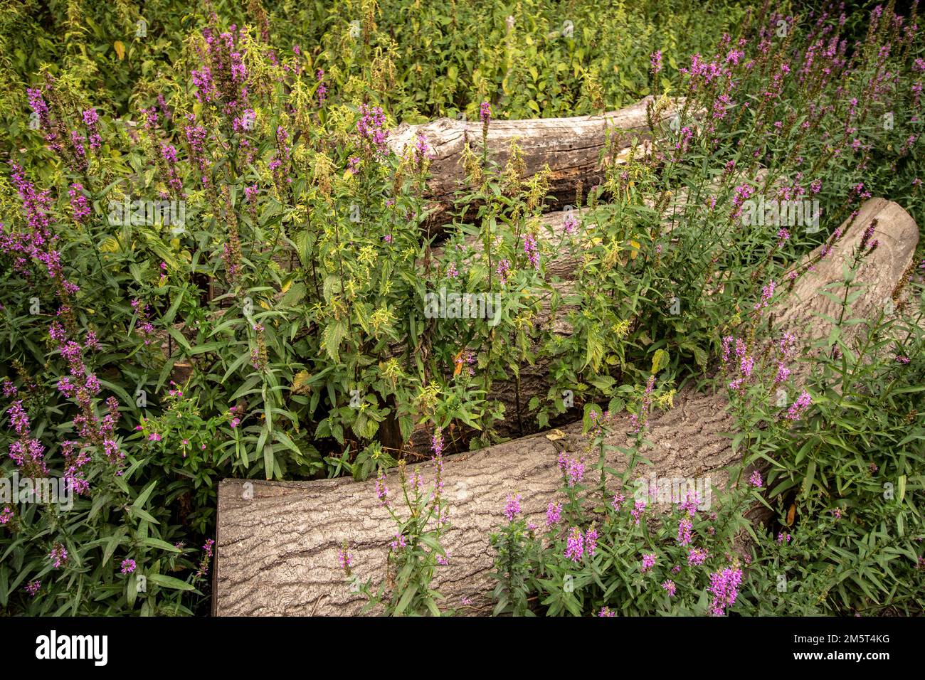 Natures chaos; natural environmental patterns formed by shapes in an ...