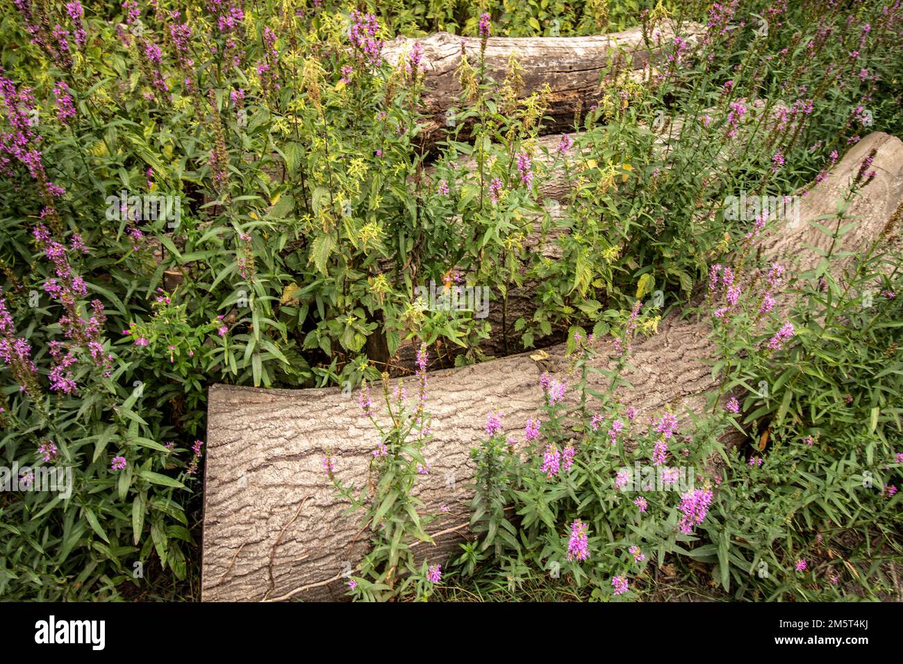 Natures chaos; natural environmental patterns formed by shapes in an ...