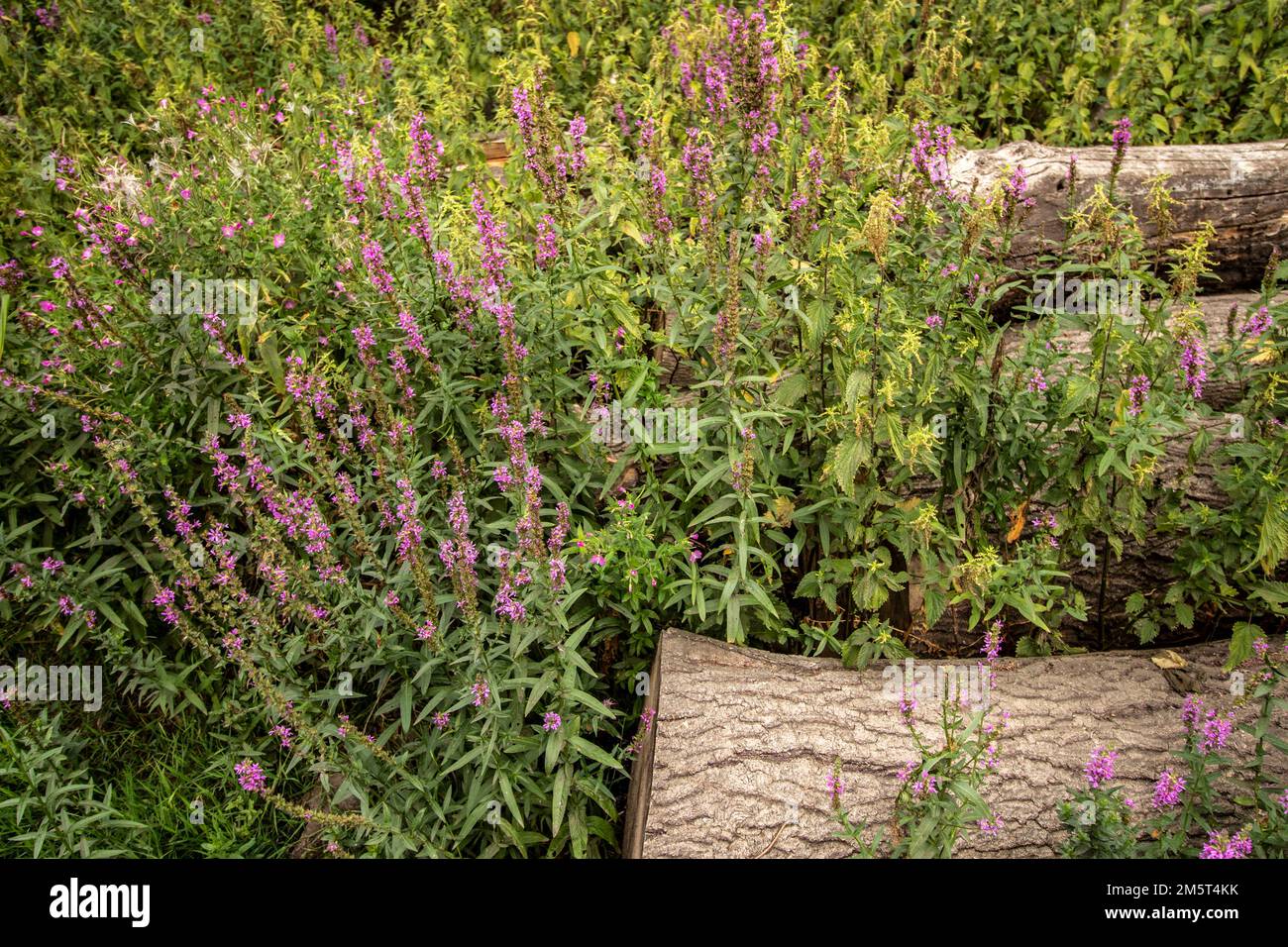 Natures chaos; natural environmental patterns formed by shapes in an ...