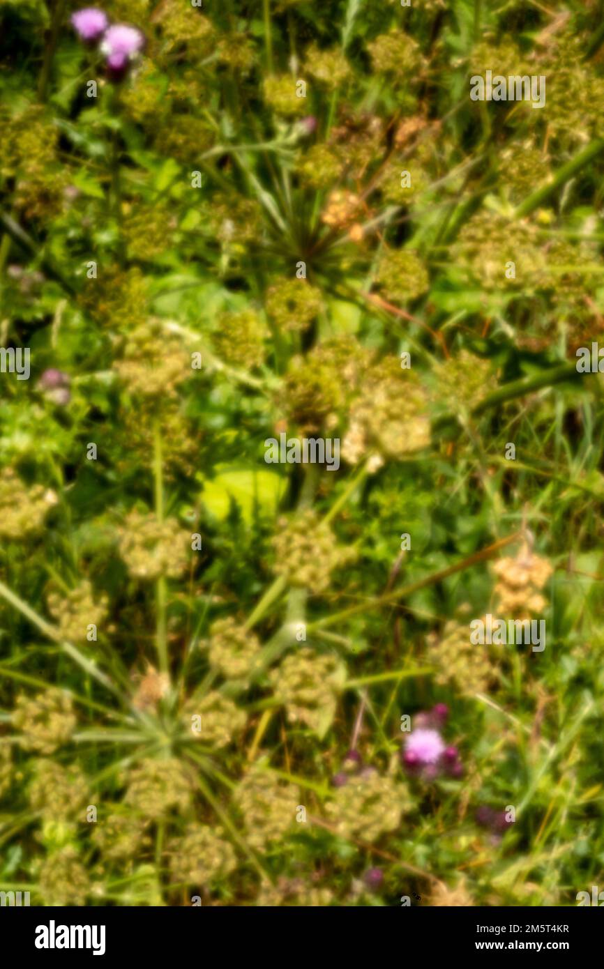 New, Age-defying, digital age, lensless, stand-out, high resolution ...