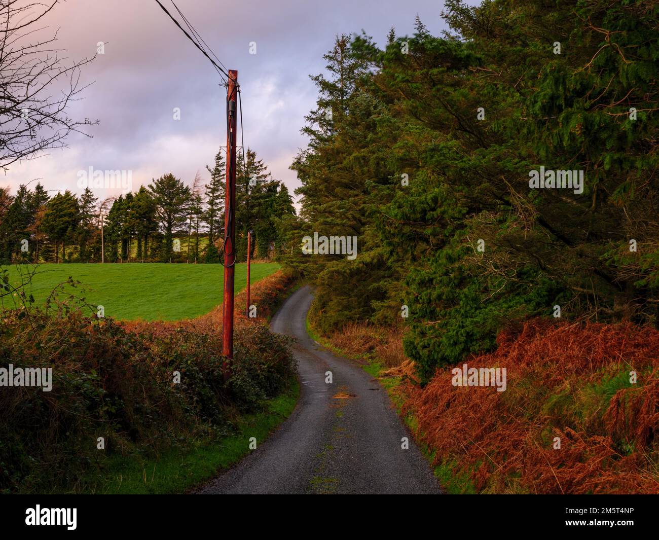 Nature countryside road in Ireland Stock Photo - Alamy