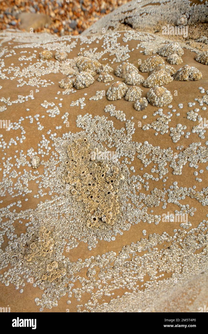 Close up highly textures natural patterns in nature, mainly of barnacles on beige rocks at low ...