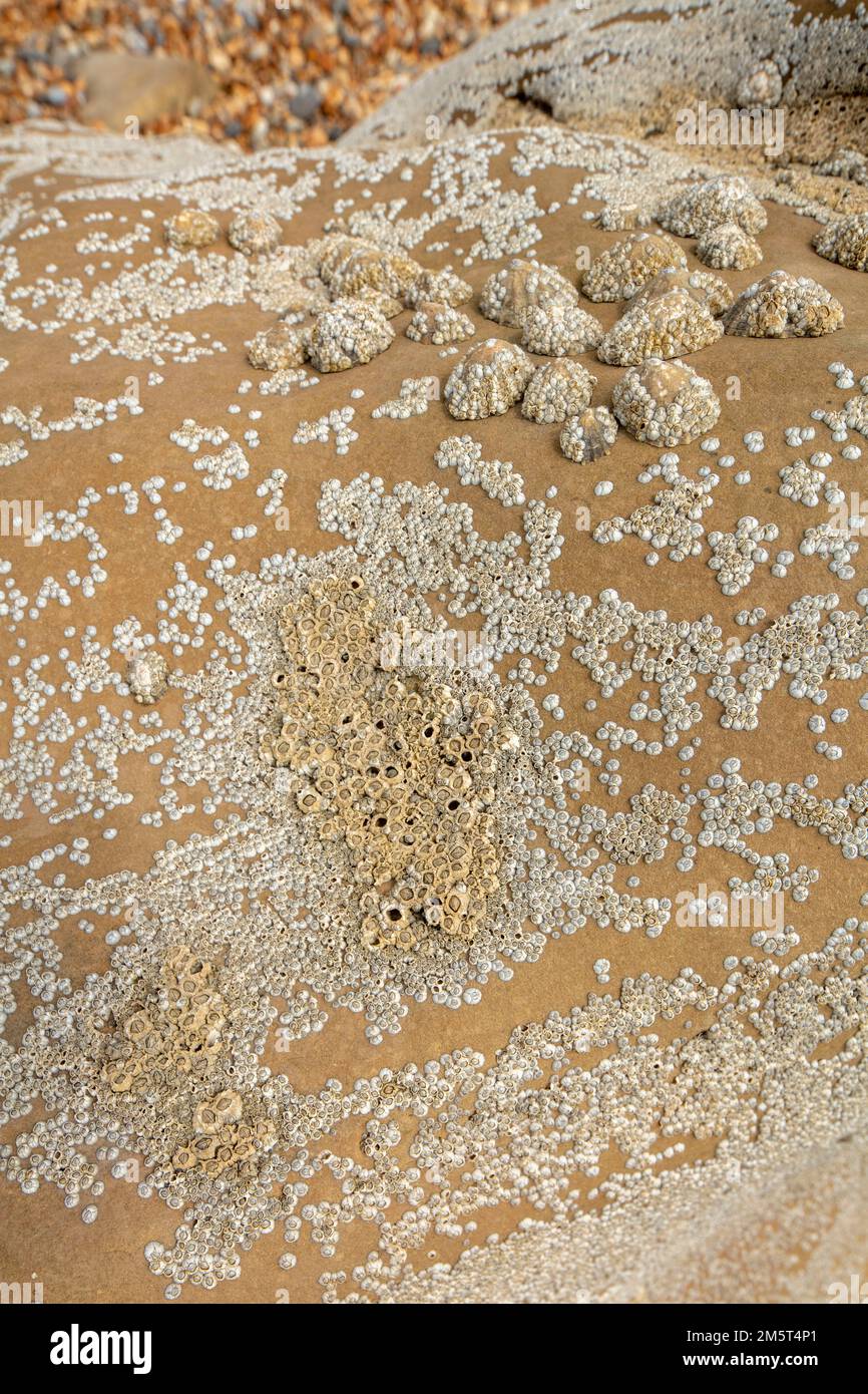 Close up highly textures natural patterns in nature, mainly of ...