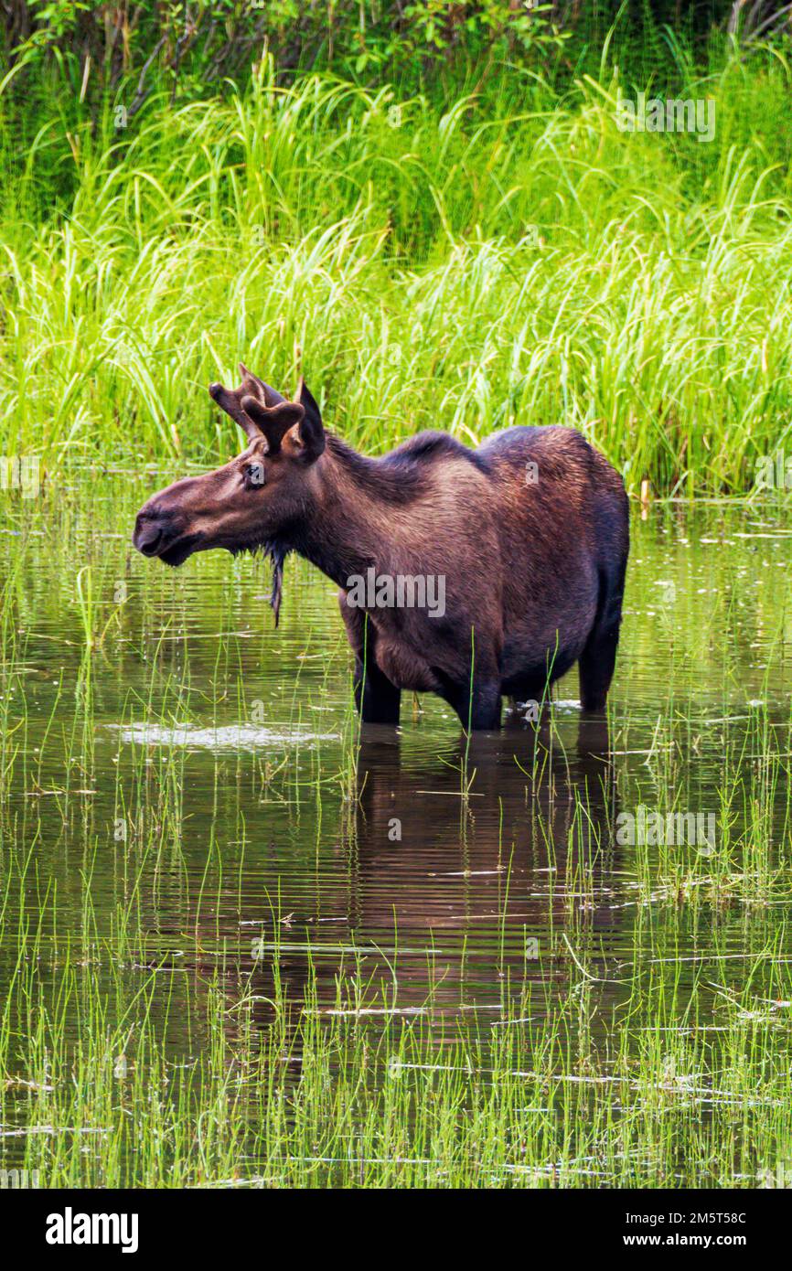 Young bull Moose (Alces alces) feeding on lake vegetation; Dease Lake ...