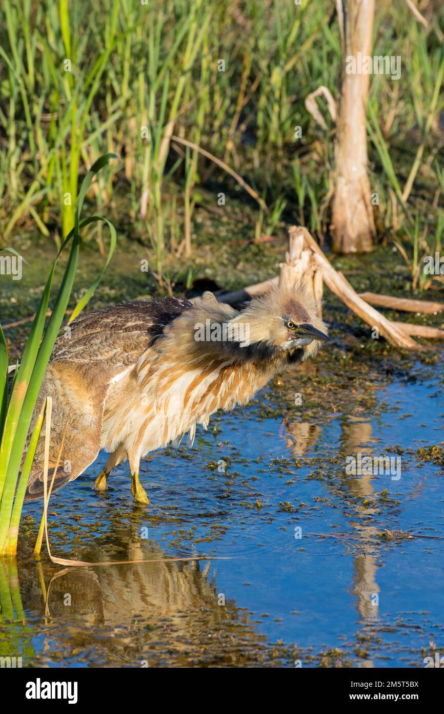 00685-00315 American Bittern (Botaurus lentiginosus) defense posture ...
